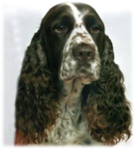 Membership | English Springer Spaniel Club